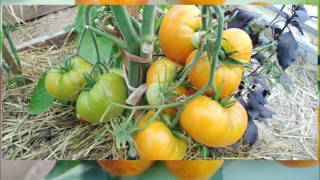 Биколор томат понравится всем. Урожайный, вкусный и красивый. - YouTube