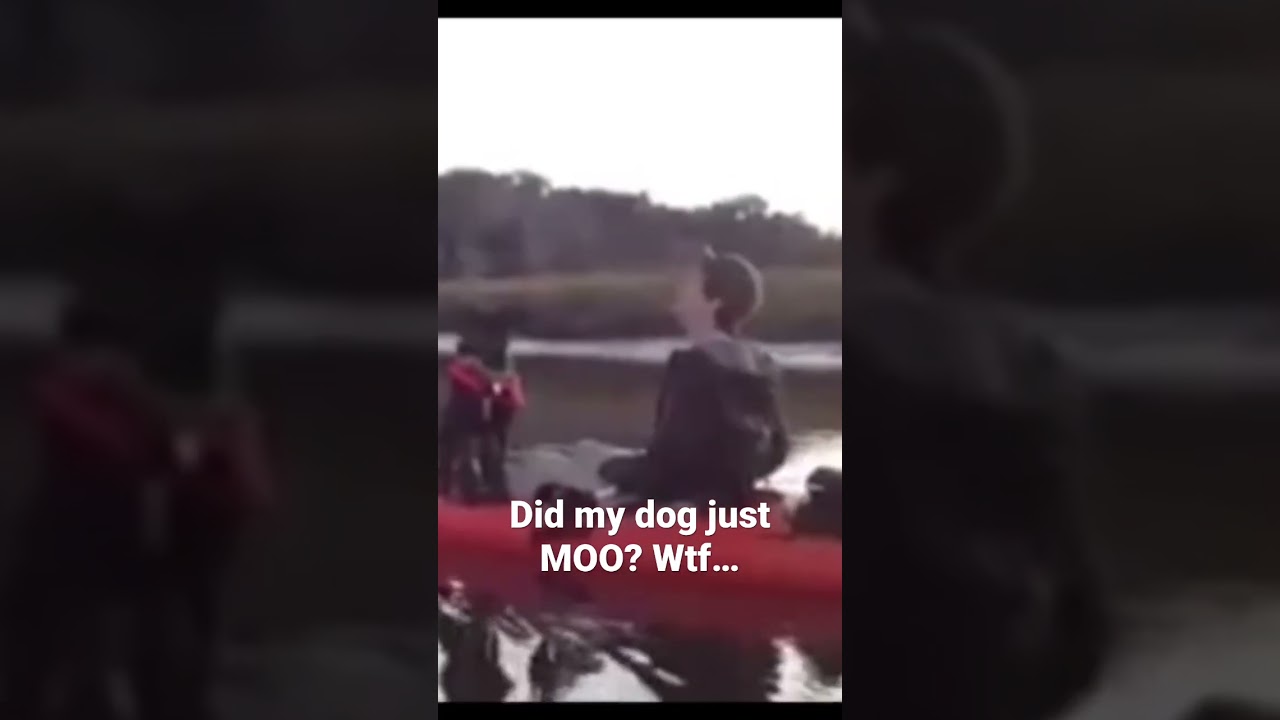 Did my dog just moo? - YouTube