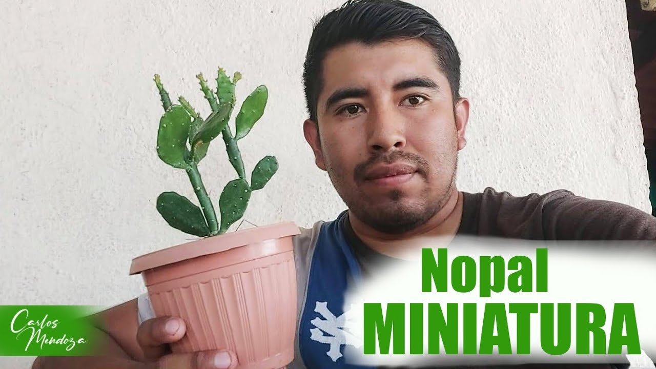Nopal miniatura - YouTube