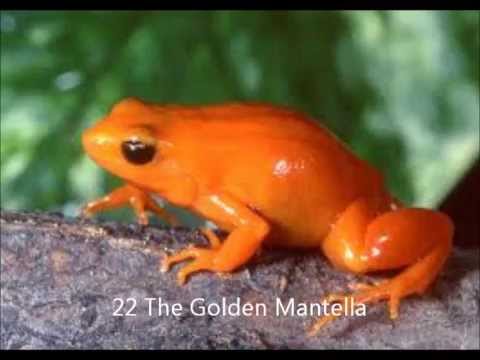 all the types of frogs part 1 - YouTube