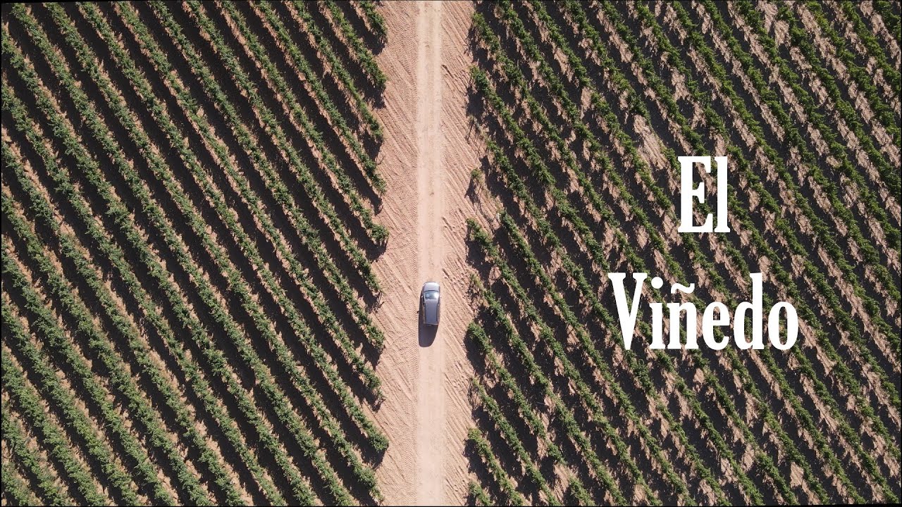 El viñedo - The vineyard - YouTube
