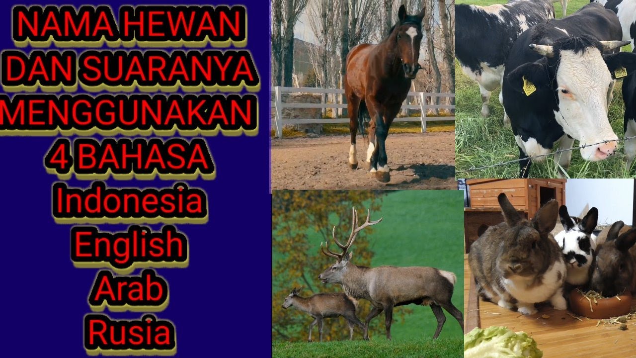 Mengenal hewan dan suara hewan; kuda, sapi, domba, kambing, kelinci ...