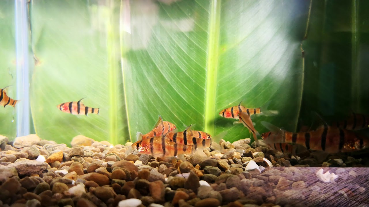 Tiger barb sabah... - YouTube