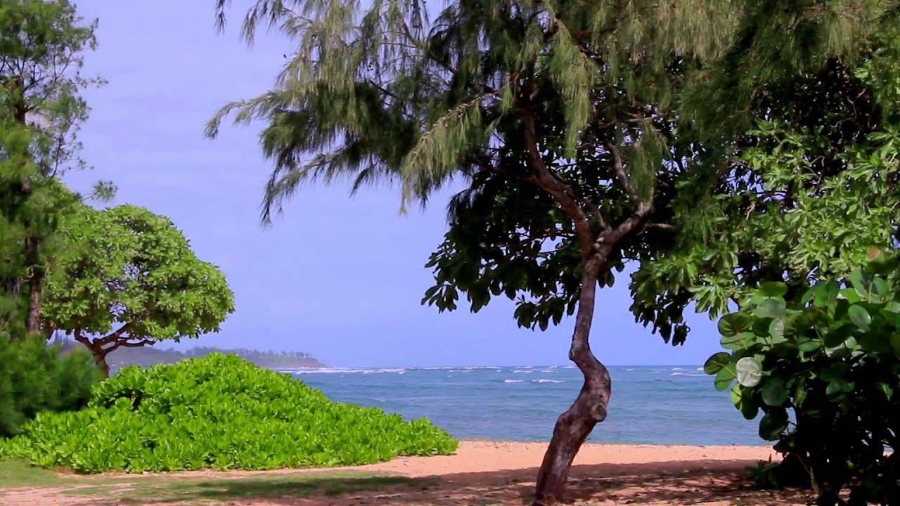 10minutes2relax - Beach Tree Creative Commons Attribution License - YouTube