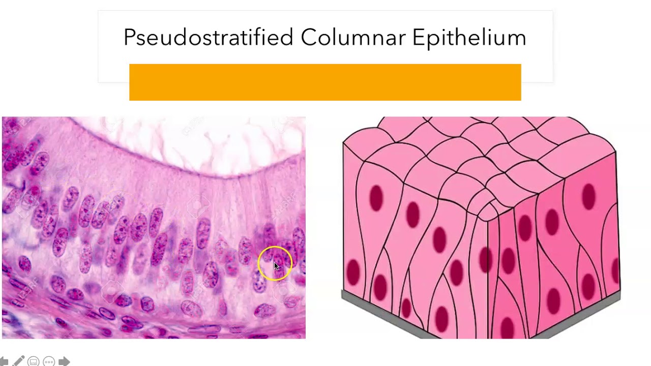 Epithelial Tissue