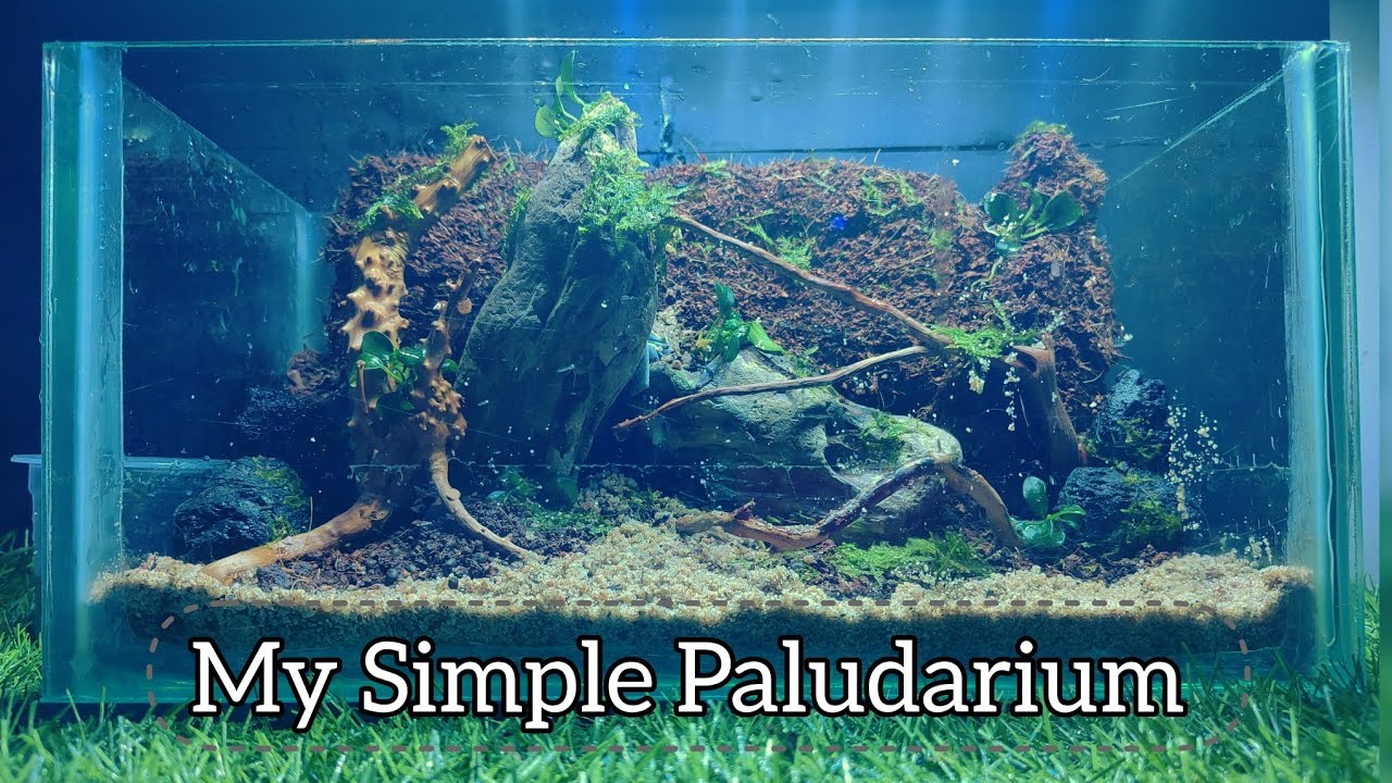 How to Setup a Stunning DIY Paludarium | Step-by-Step Tutorial ...