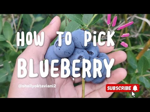How to Pick Blueberry - Bonus How Top Picker Pick - YouTube