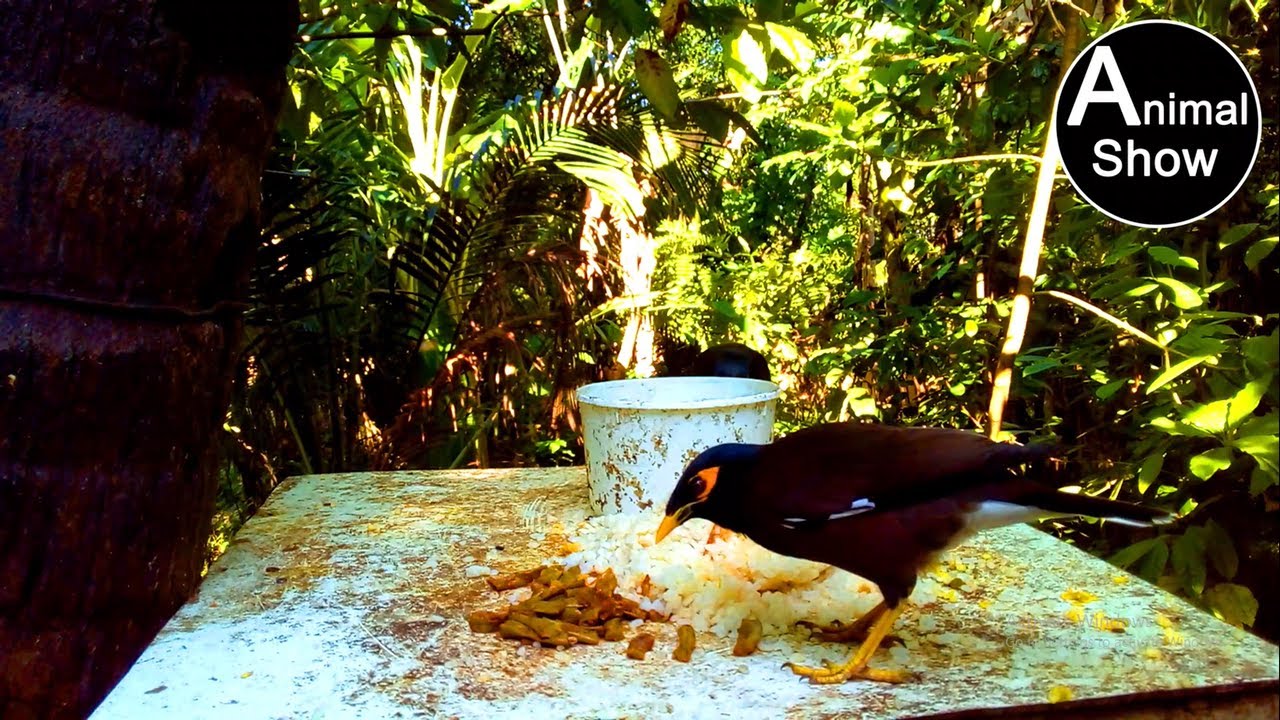 Couple of Myna Birds, Myna bird eating food (March 4, 2025) - YouTube