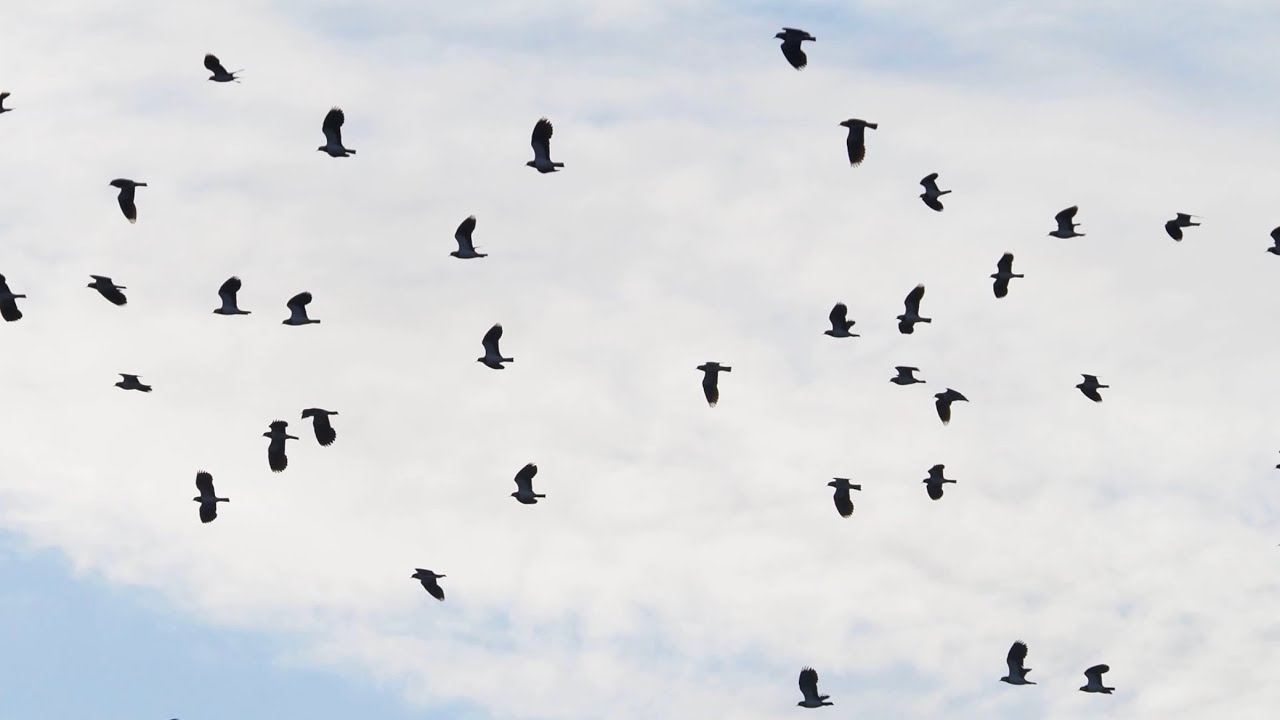 Starling Murmuration in Ham Wall Nature Reserve Glastonbury Somerset ...