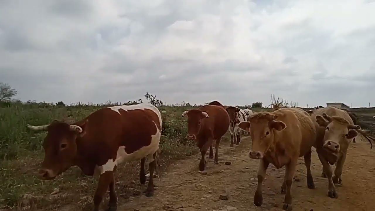 La vaca marismeña - YouTube