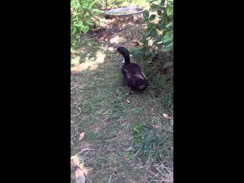 serseri ördek full :)