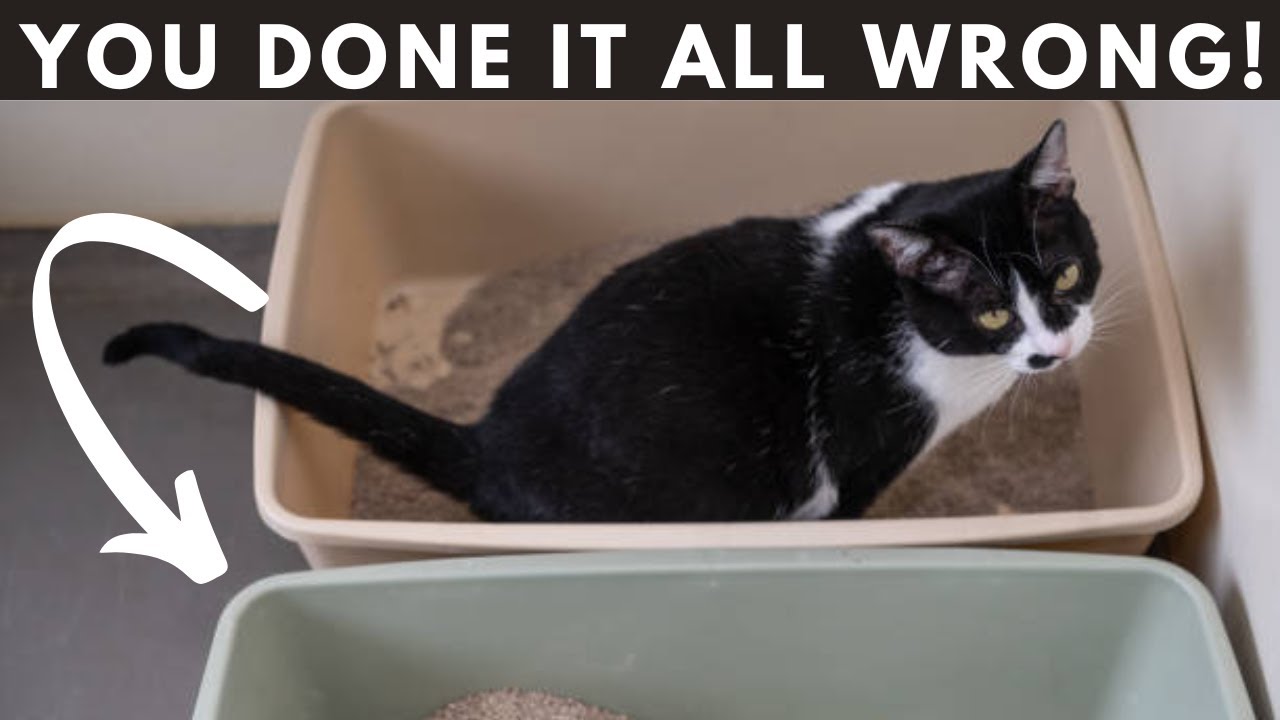 10 WORST Litter Box Mistakes Cat Owners Make - YouTube