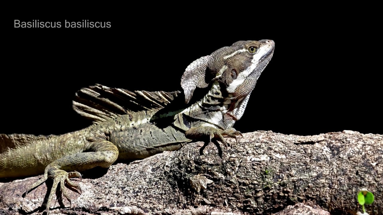 Jesus Christ Lizard (Basiliscus basiliscus) eating - YouTube
