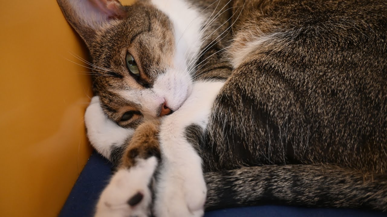 Cat Croissant With Extra Cream Filling! - YouTube