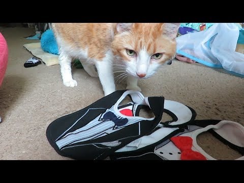 I Bought My Cat Fancy Bibs - YouTube