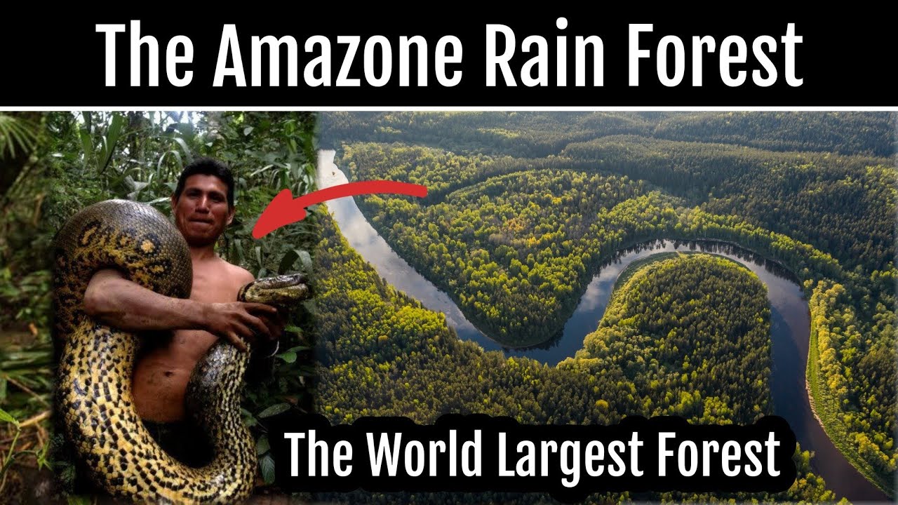 The Amazone Rain Forest / World Largest Forest - YouTube