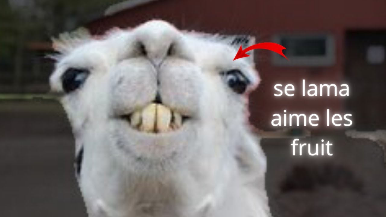 ce lama aime les fruit - YouTube