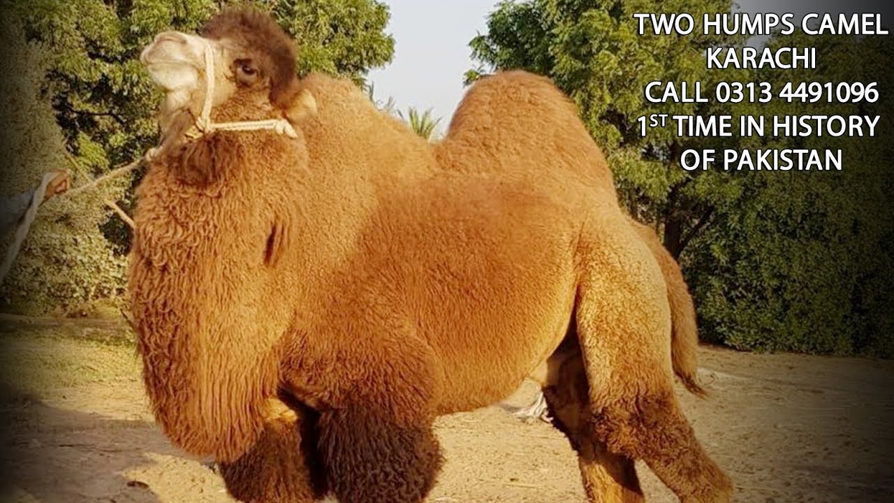 Two Humps Camel I Lal Baba Cattle Farm I History Of Pakistan I Unique I ...