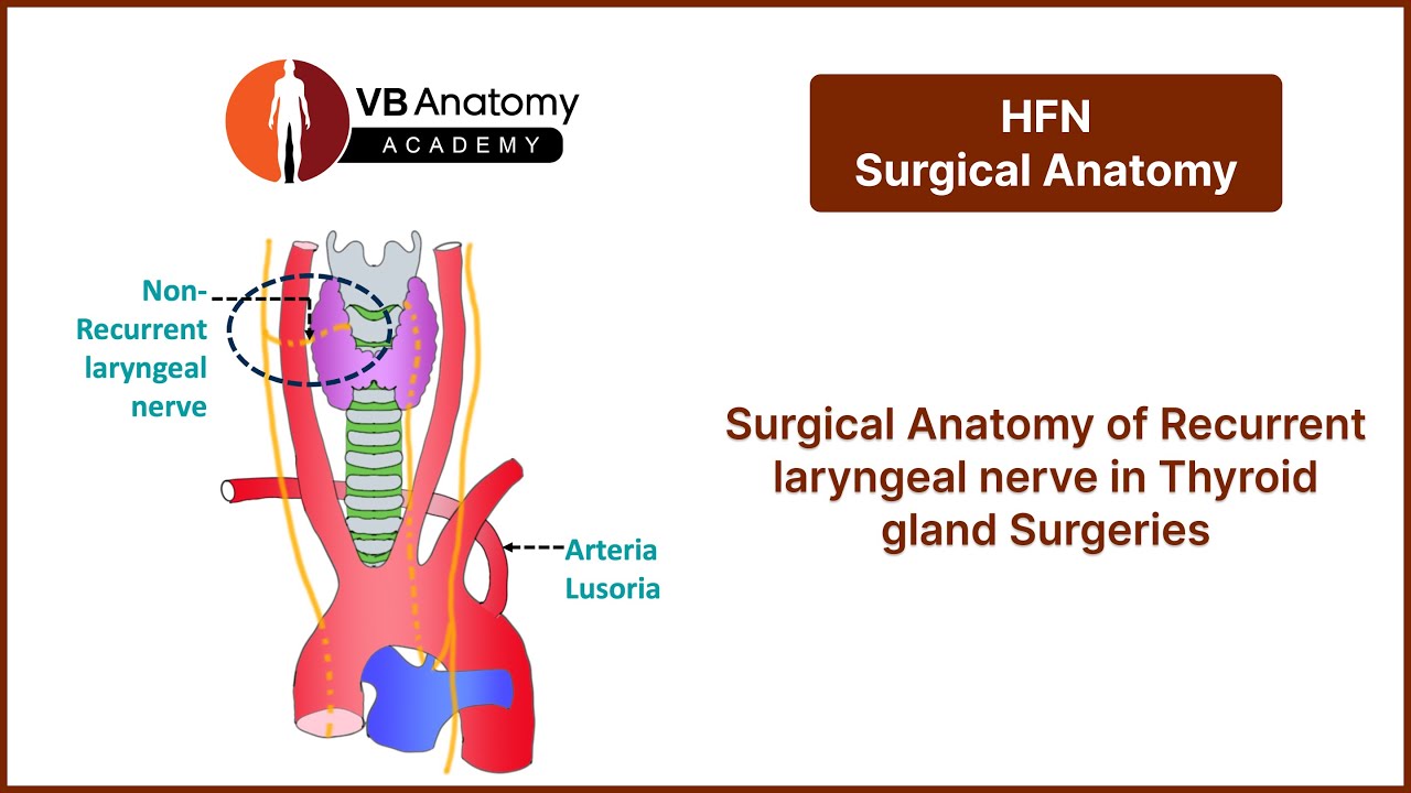 Thyroid Surgery Anatomy Thyroidectomy & Parathyroidectomy Surgery In
