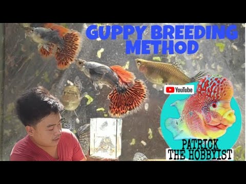 ///GUPPY BREEDING METHOD OF DUMBO MOSAIC GUPPY/// - YouTube