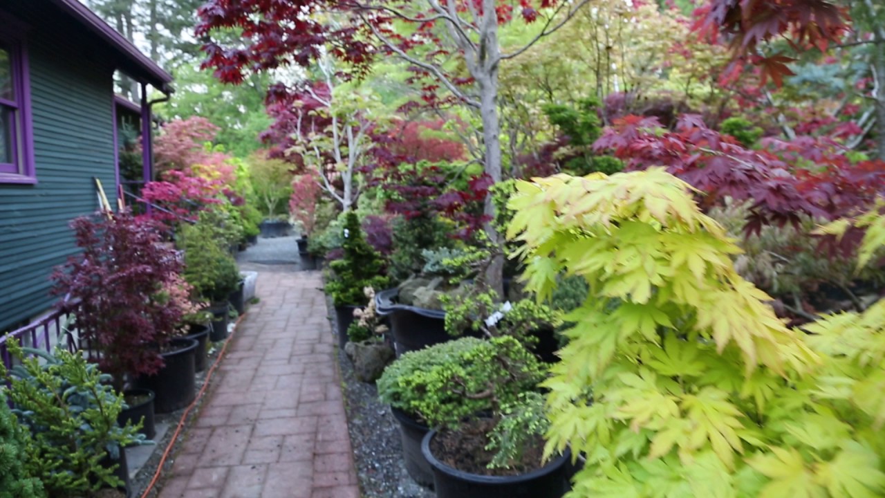 Vivid colors of spring of Japanese maples - Amazing Maples and Crazy ...