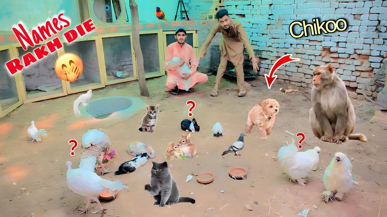 Sab pets ke name rakh die🤭| turtle 🐢 ko bohat mis kya☹️ - YouTube