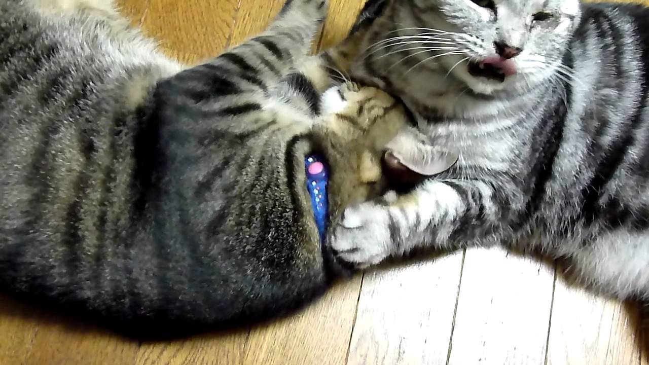警戒心強い猫がおなかをまるだしにするとき Cautious cat shows belly - YouTube