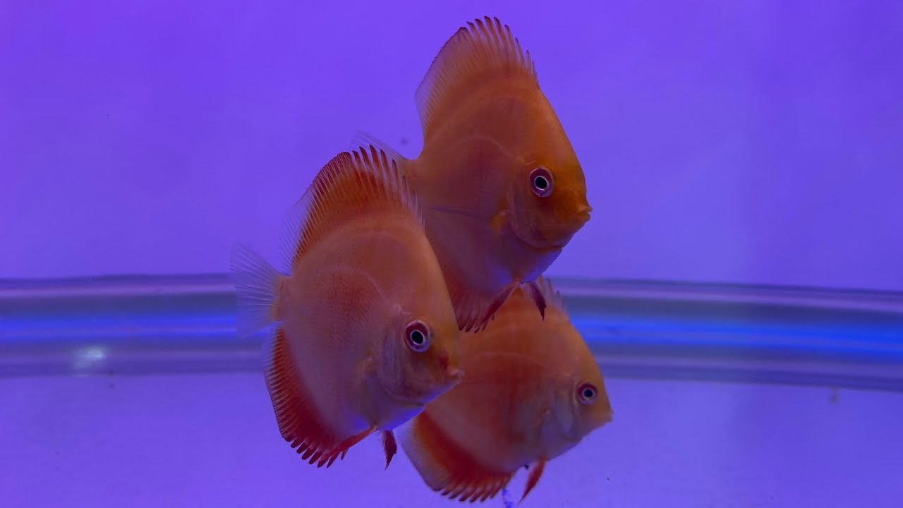 Discus fish unboxing | Royal ruby red discus | Sam Discus | How to ...