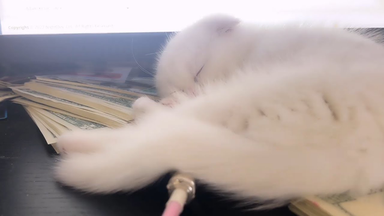 Chat names Ludwig's new cat - YouTube