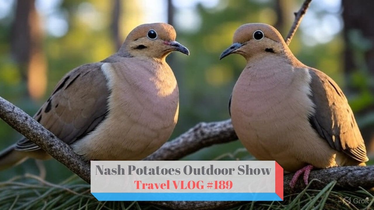 Pair of Mourning Doves in Southern Colorado - YouTube