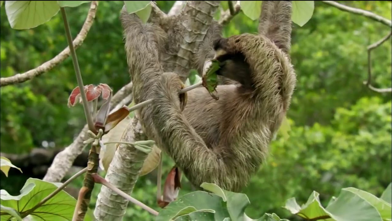 Three toed Sloth The Slowest Mammal On Earth Nature on PBS - YouTube