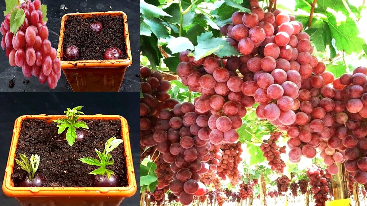 Growing Grapes Tree in Easy Way | How To Grow Grapes Tree From Grapes ...