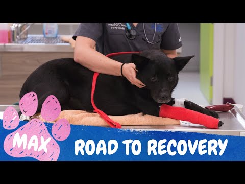 Mellow Max and his comeback tale. - YouTube