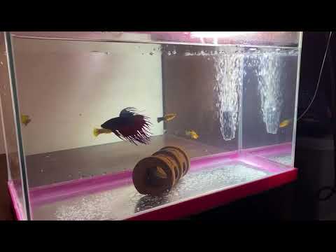 Warla the Fighting Fish Tank Mates