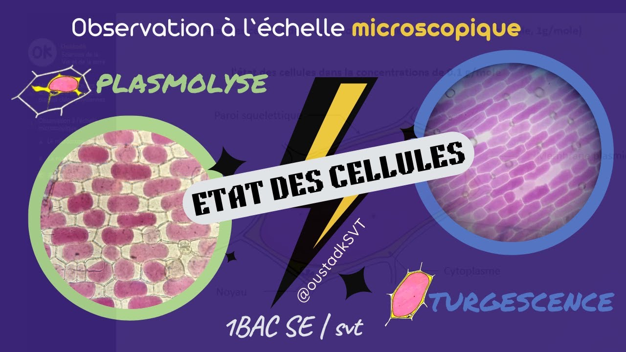 1BAC SE | Etat de turgescence Vs Etat de plasmolyse هاالفرق بيناتهم ...