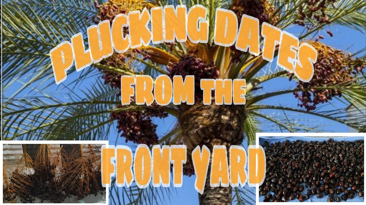 PLUCKING DATES FROM THE FRONT YARD | ORGANIC DATES |PINAY PLUCKING ...