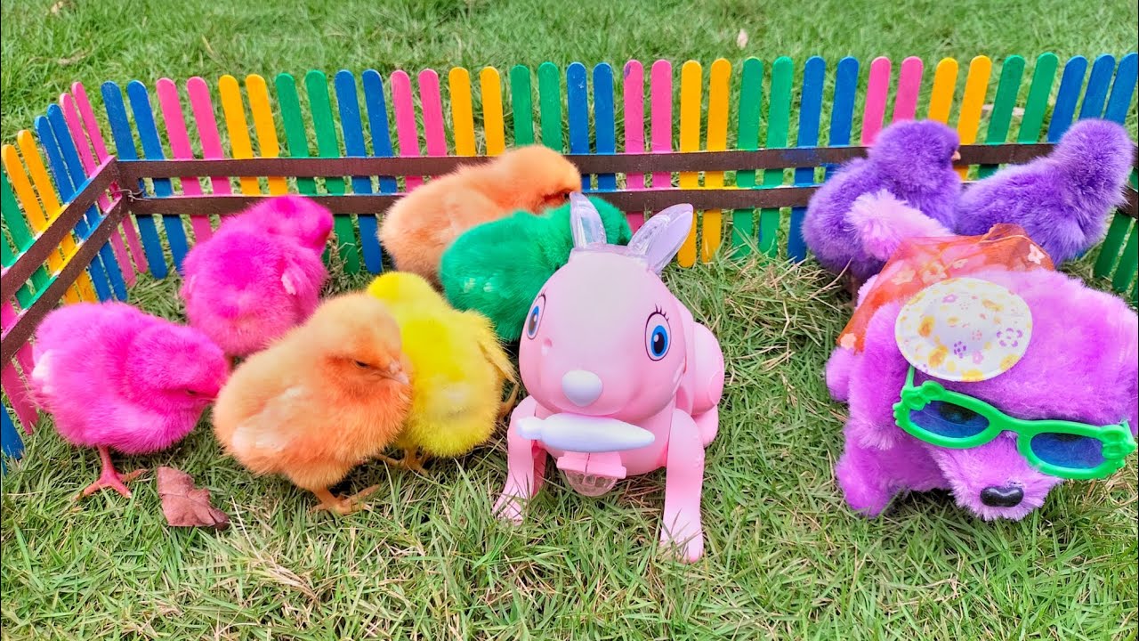 Mencari Ayam warnai-warni, ayam rainbow, kelinci anggora, hamster ...