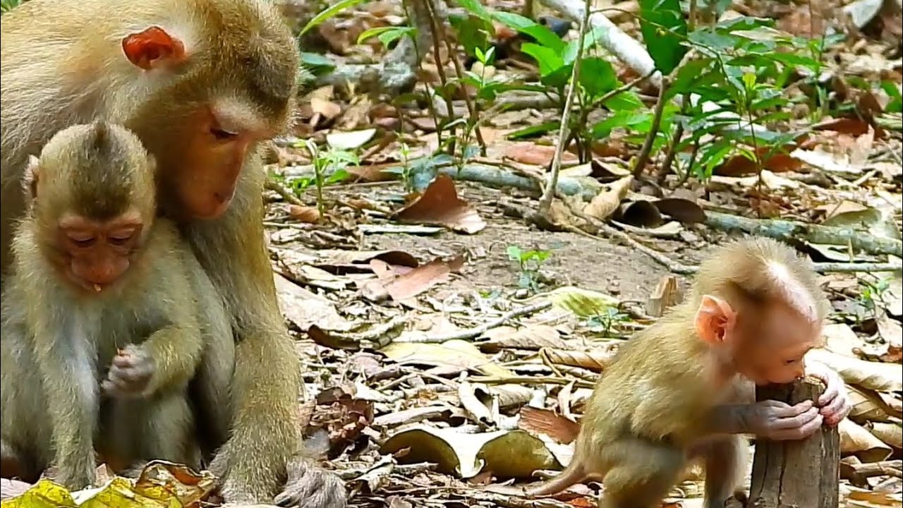 Cute baby monkey Lucie is jealous big baby monkey Rainbow gets nursing ...