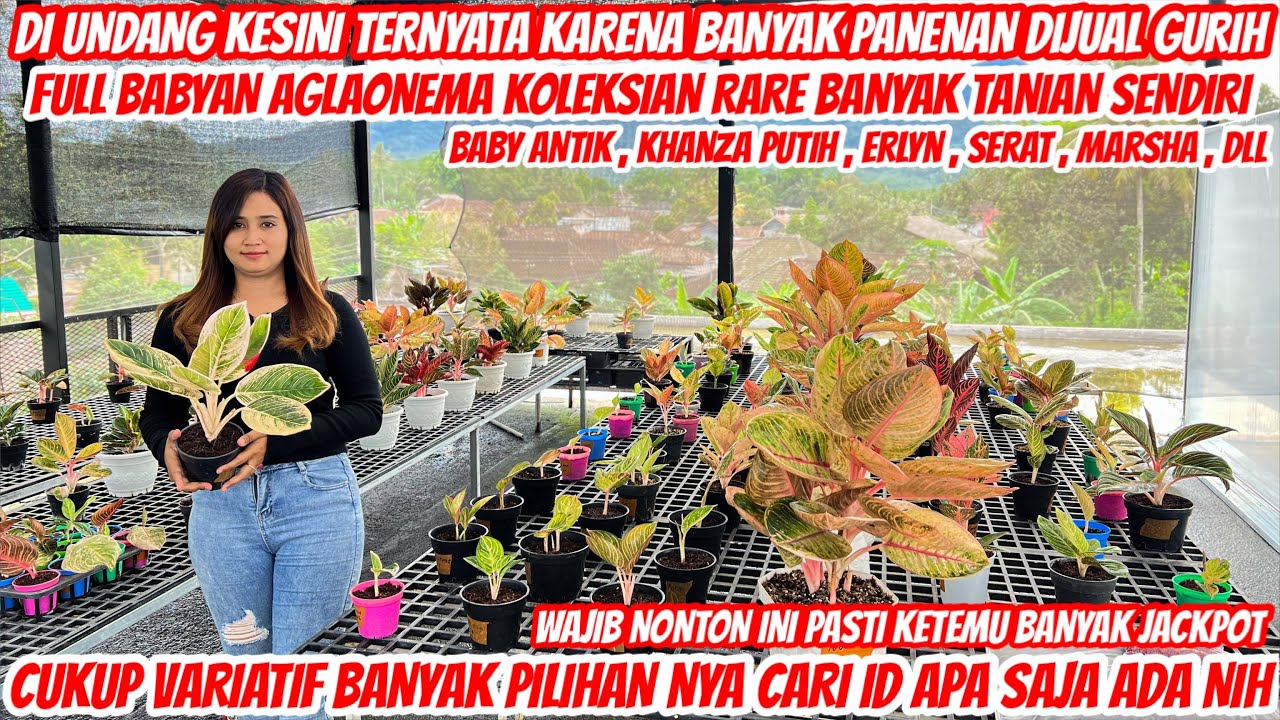 DI UNDANG FLORAKU PUMPUNG LAGI BANYAK PANENAN AGLONEMA RARE ITEM BABYAN ...