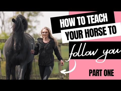 How to teach your horse to follow you - Part One | Georgia Plimbley ...