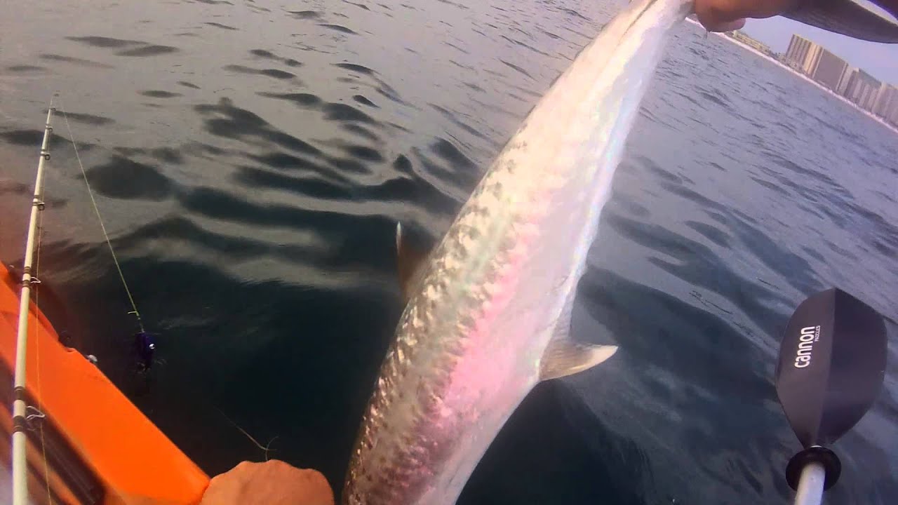 How to CATCH Mackerel from a Kayak - YouTube