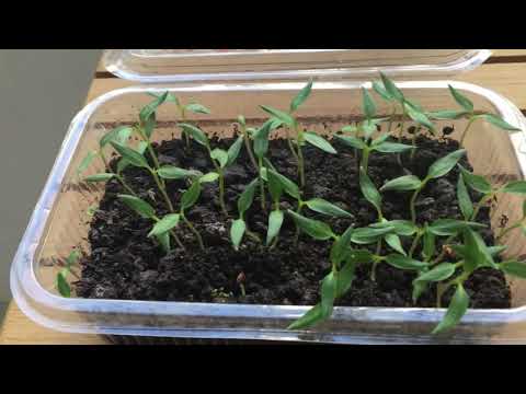 BİBER VE DOMATES TOHUMLARININ ÇİMLENMİŞ HALLERİ