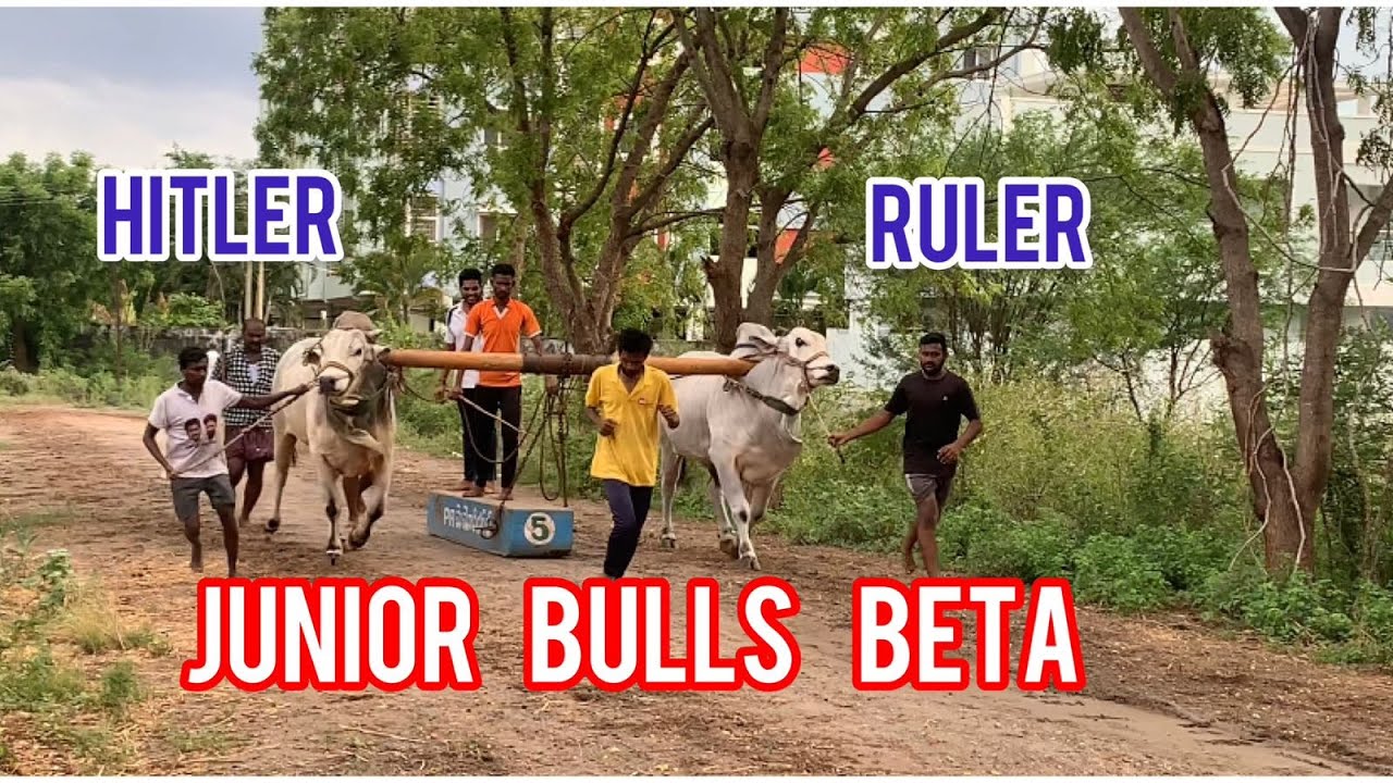 P R Memorial Bulls || Ruler & Hitler Beta || Bulls Of Andhra - YouTube