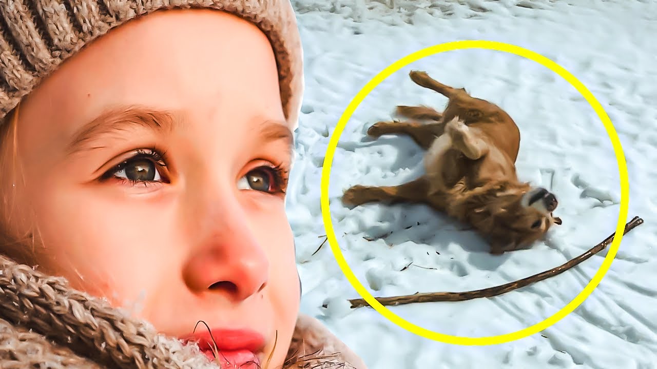 The Girl Who Rescued A Dog And Got Rescued By Him | The Miraculous ...