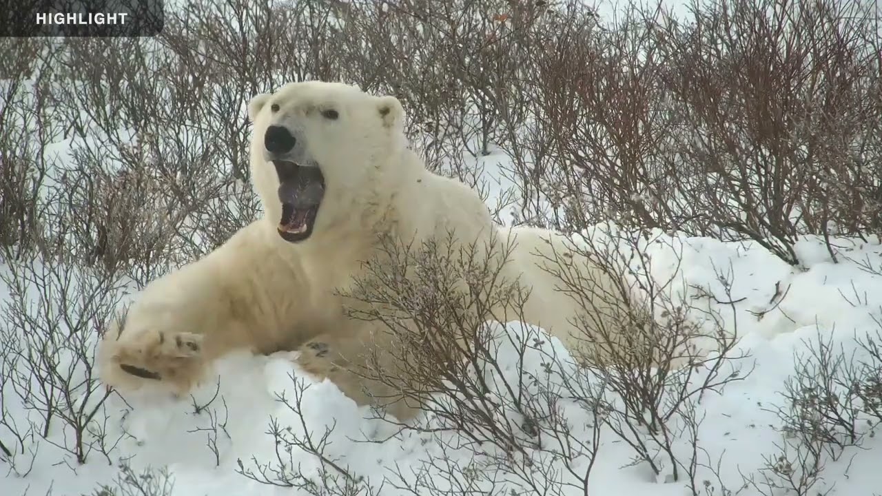 Tundra Polar Bear