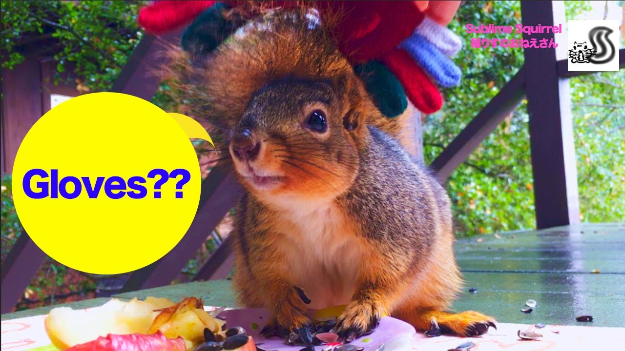 A Story of 3 Hard-Working Squirrels on a Rainy Day🐿☔ - YouTube