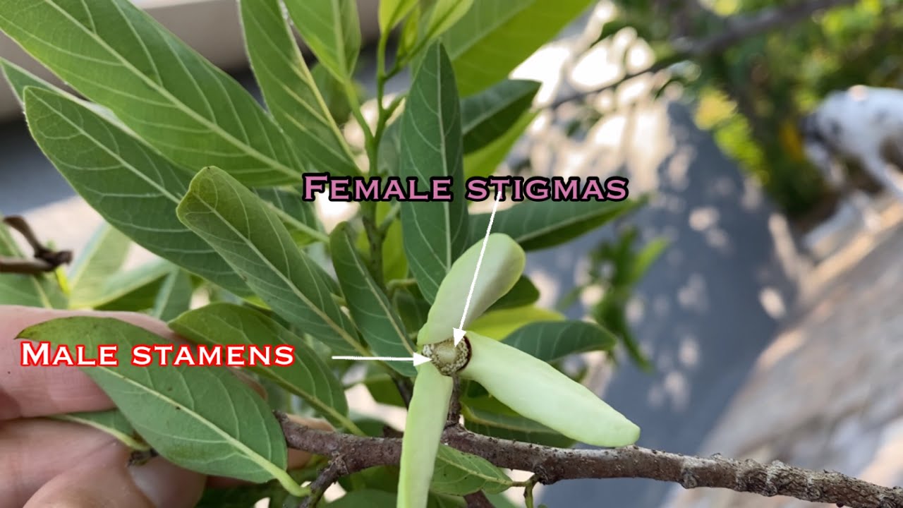 Female Vs Male sugar apple 🍎 🍏 🍎 flower clarification & the pollination ...