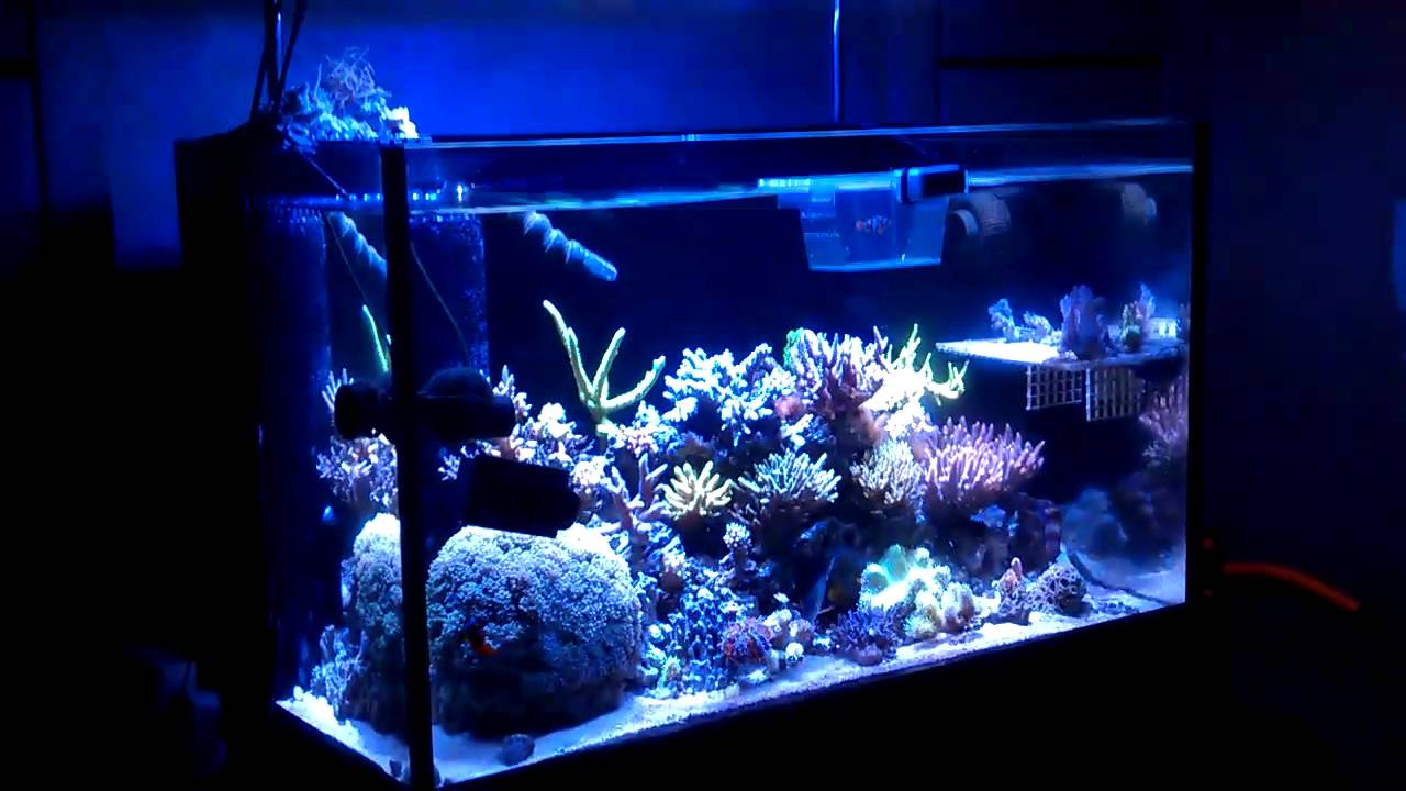 Pololu Controller dimming DIY LED aquarium lights - YouTube