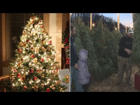 Real or artificial? Here's which type of Christmas tree most Americans ...