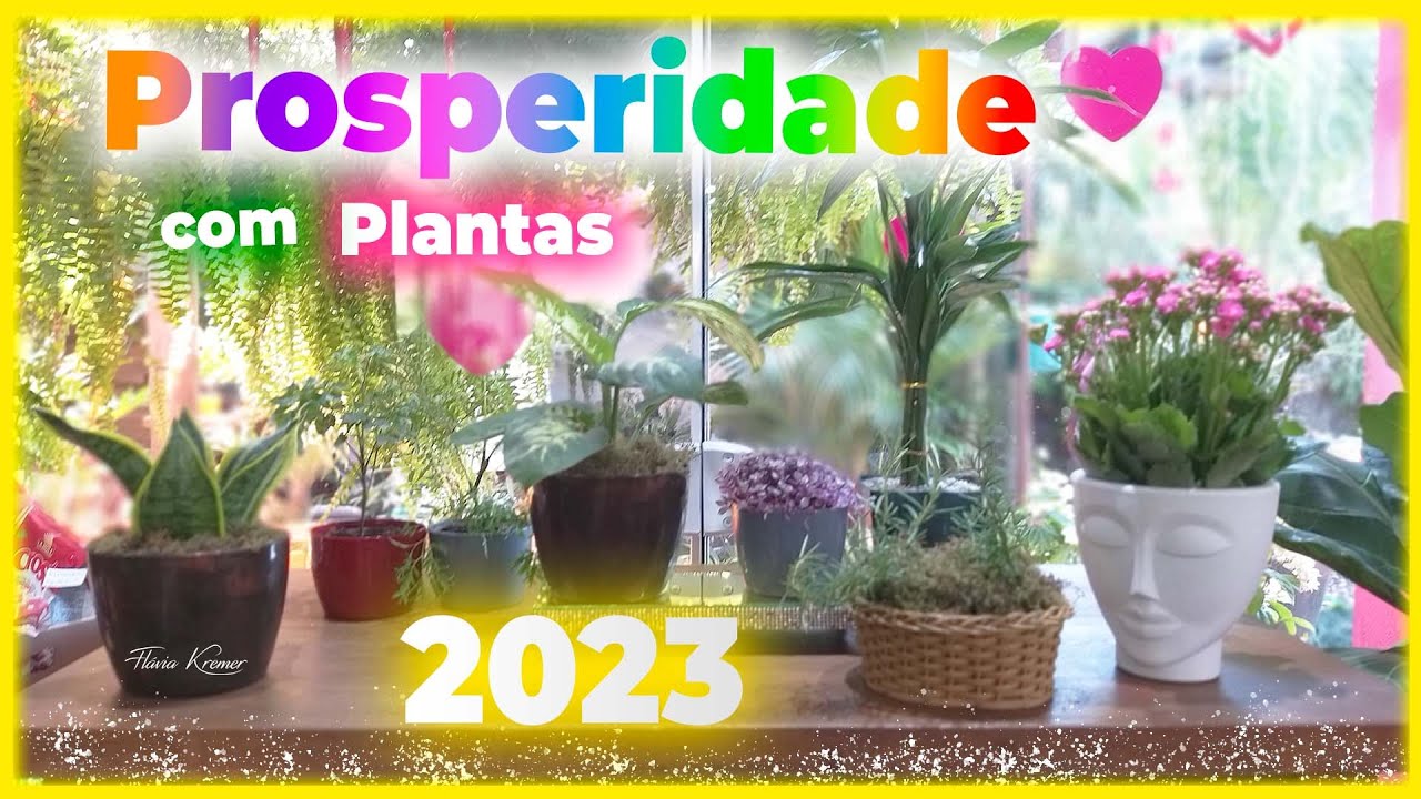 7 Plantas que atraem Prosperidade e que vão fazer seu 2023 ser mais ...